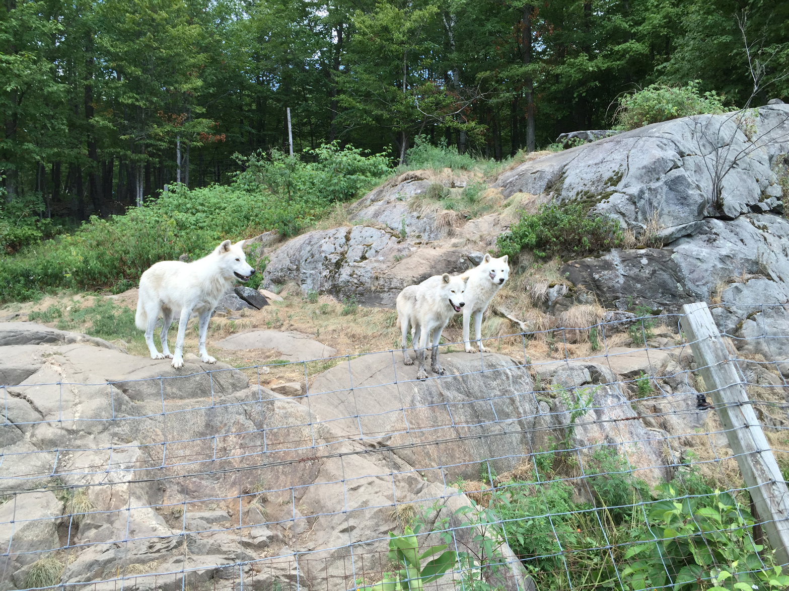 Vivre et dormir avec les animaux au Parc Oméga…été comme hiver ...