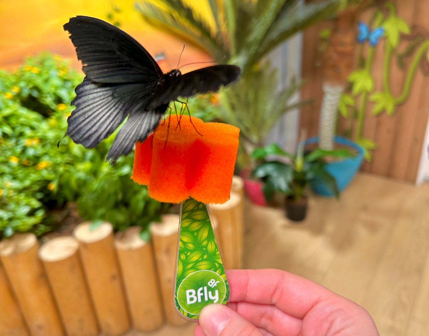 Un nouveau centre BFLY à Laval | Famille au menu